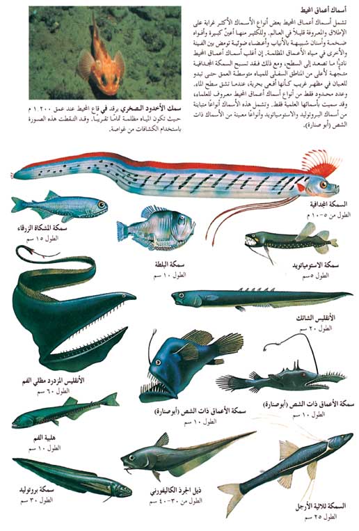 سمك - المعرفة