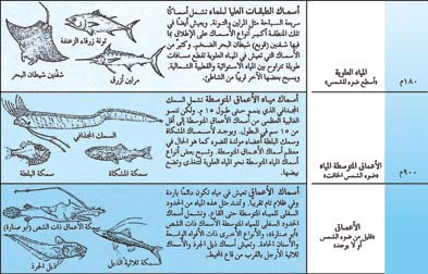 سمك - المعرفة