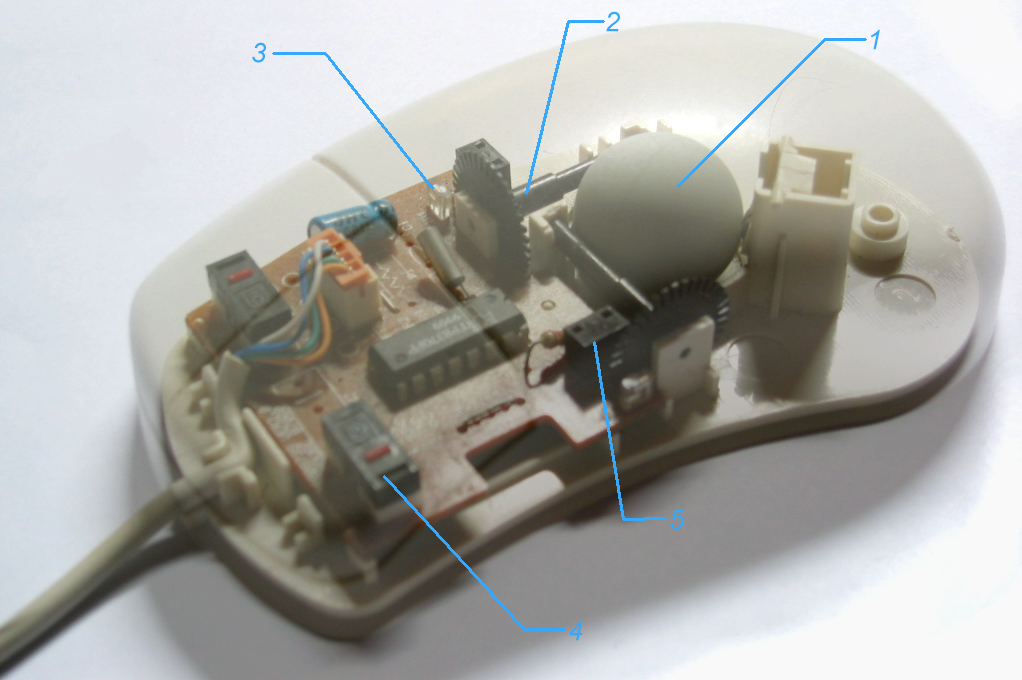 فأرة - المعرفة