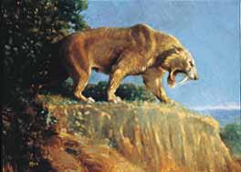 نمر الأسنان المعقوفة حيوان منقرض له أنياب طويلة حادة تساعده في القبض ...