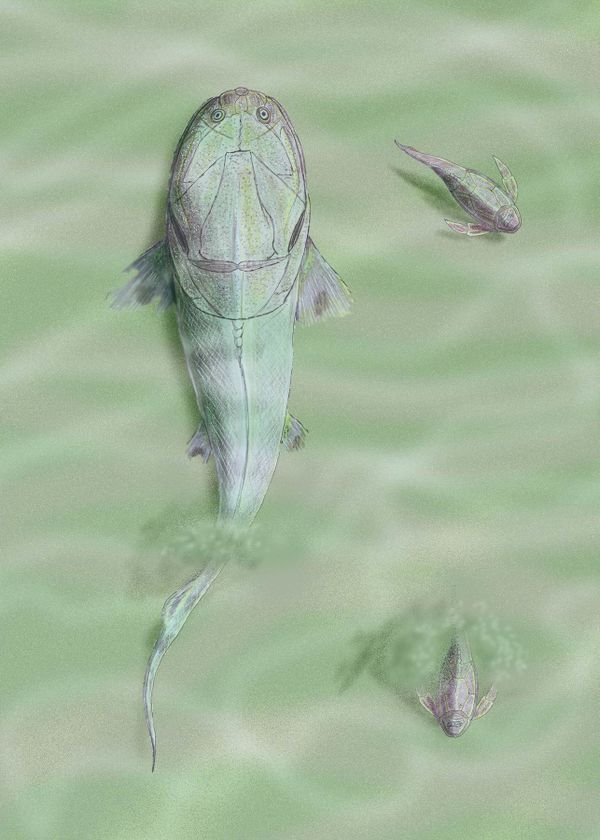 درعيات الجلد - المعرفة