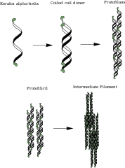 ملف:Alpha Keratin Basic Structure.svg - المعرفة