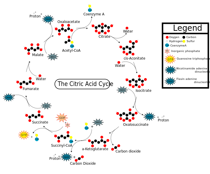 ملف:TCA.svg - المعرفة