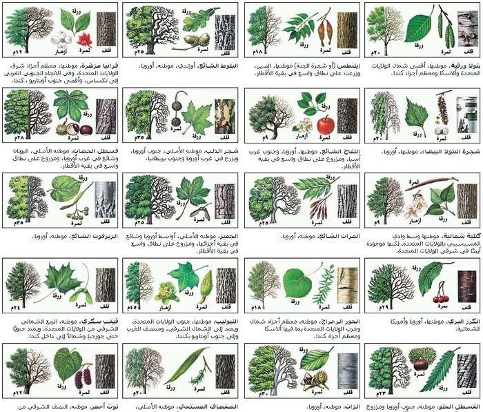 شجرة - المعرفة