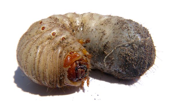 خنفساء - المعرفة