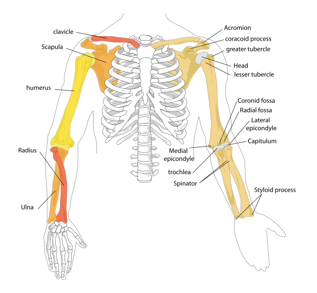 Upper Arm Bone Diagram
