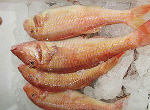 السلطان ابراهيم (سمك) - المعرفة