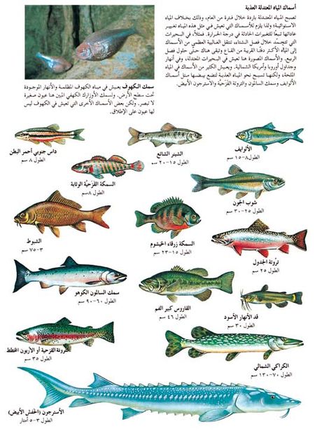 سمك - المعرفة