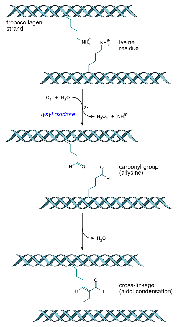 كولاجين - المعرفة