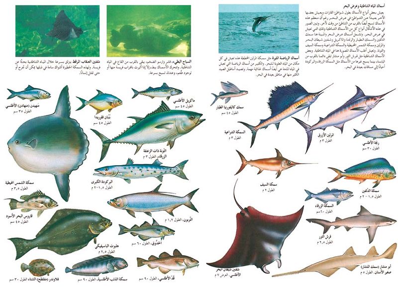 سمك - المعرفة