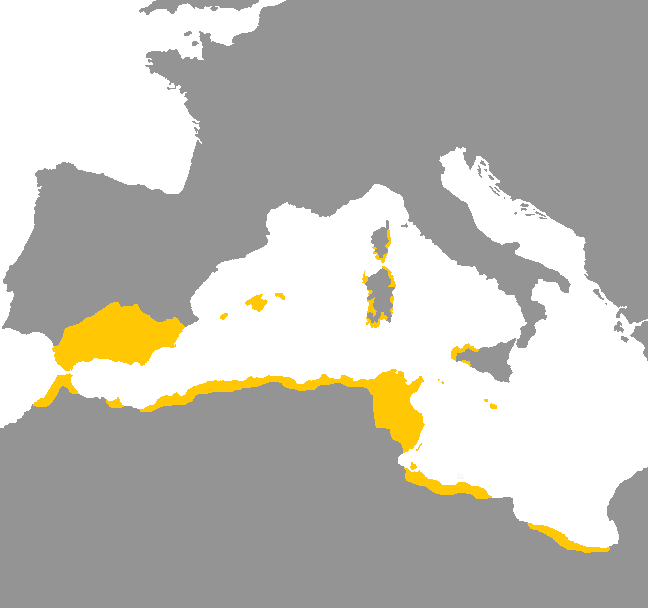 اللغة الپونيقية - المعرفة