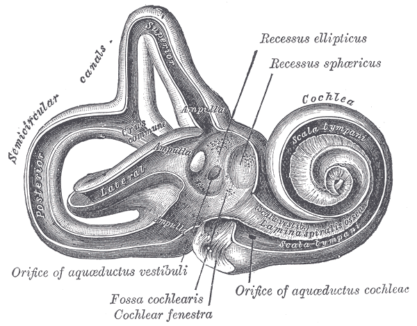 Horizontal semicircular canal - المعرفة