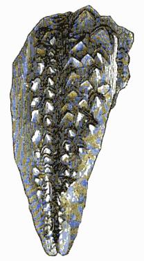 سحلية منقارية - المعرفة