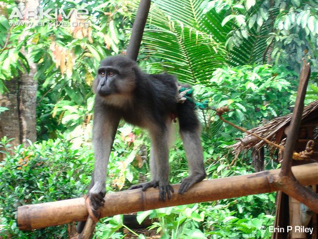 مكاك مدرع الساق - المعرفة