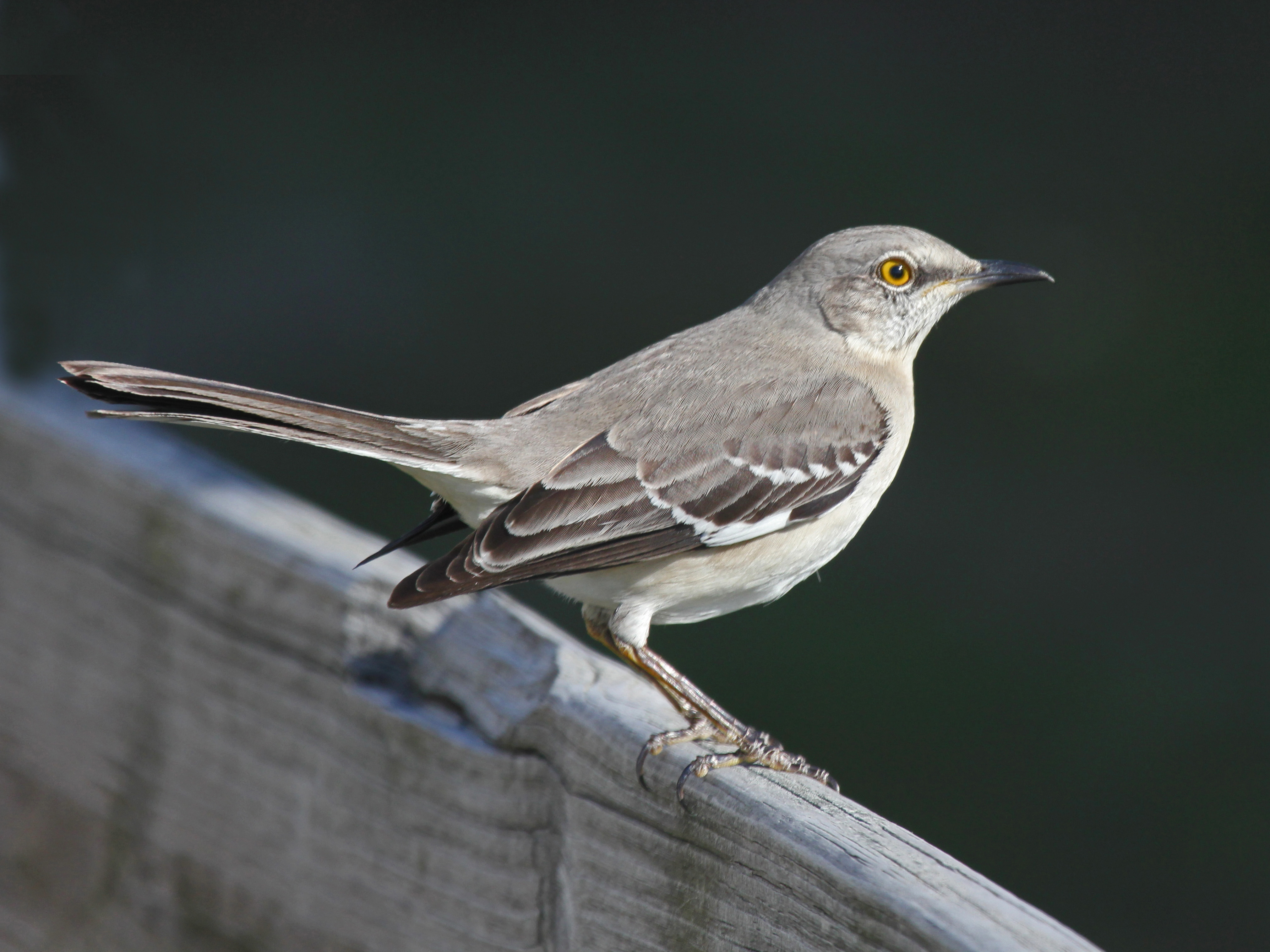 ملف:Mockingbird, Northern SunsetBeach.jpg - المعرفة
