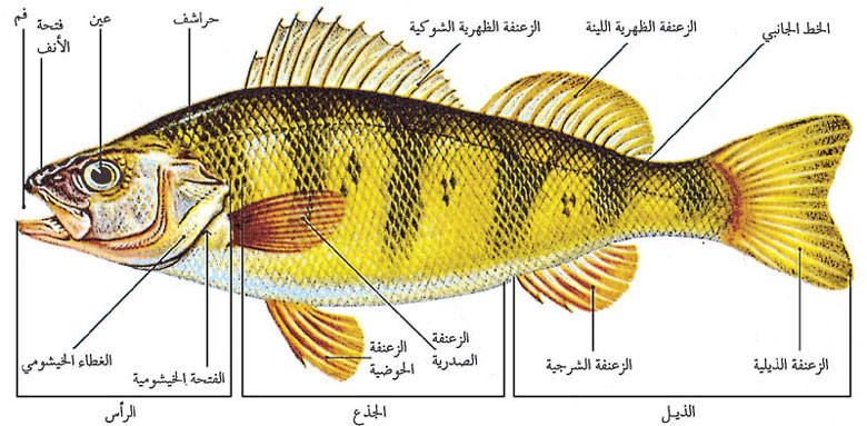 سمك - المعرفة