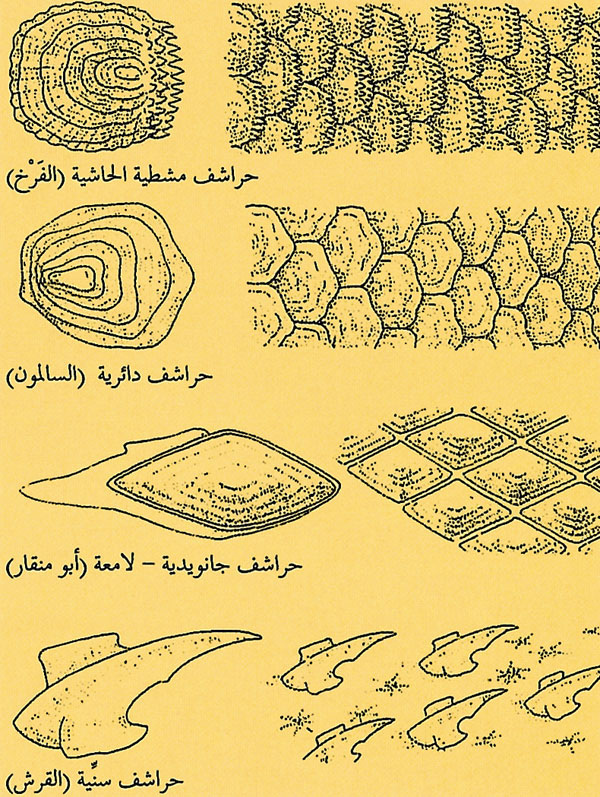 سمك - المعرفة