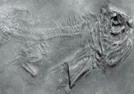 پوتان‌إختيس شينگ‌يي‌نسيس - المعرفة