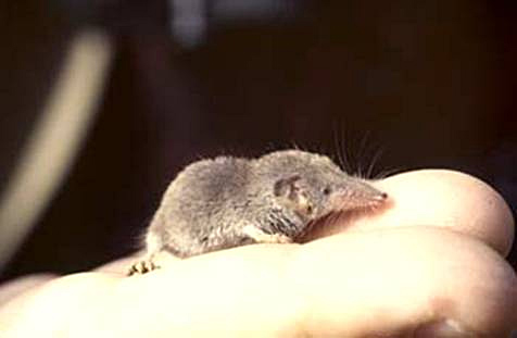 زباب ساڤي القزم - المعرفة