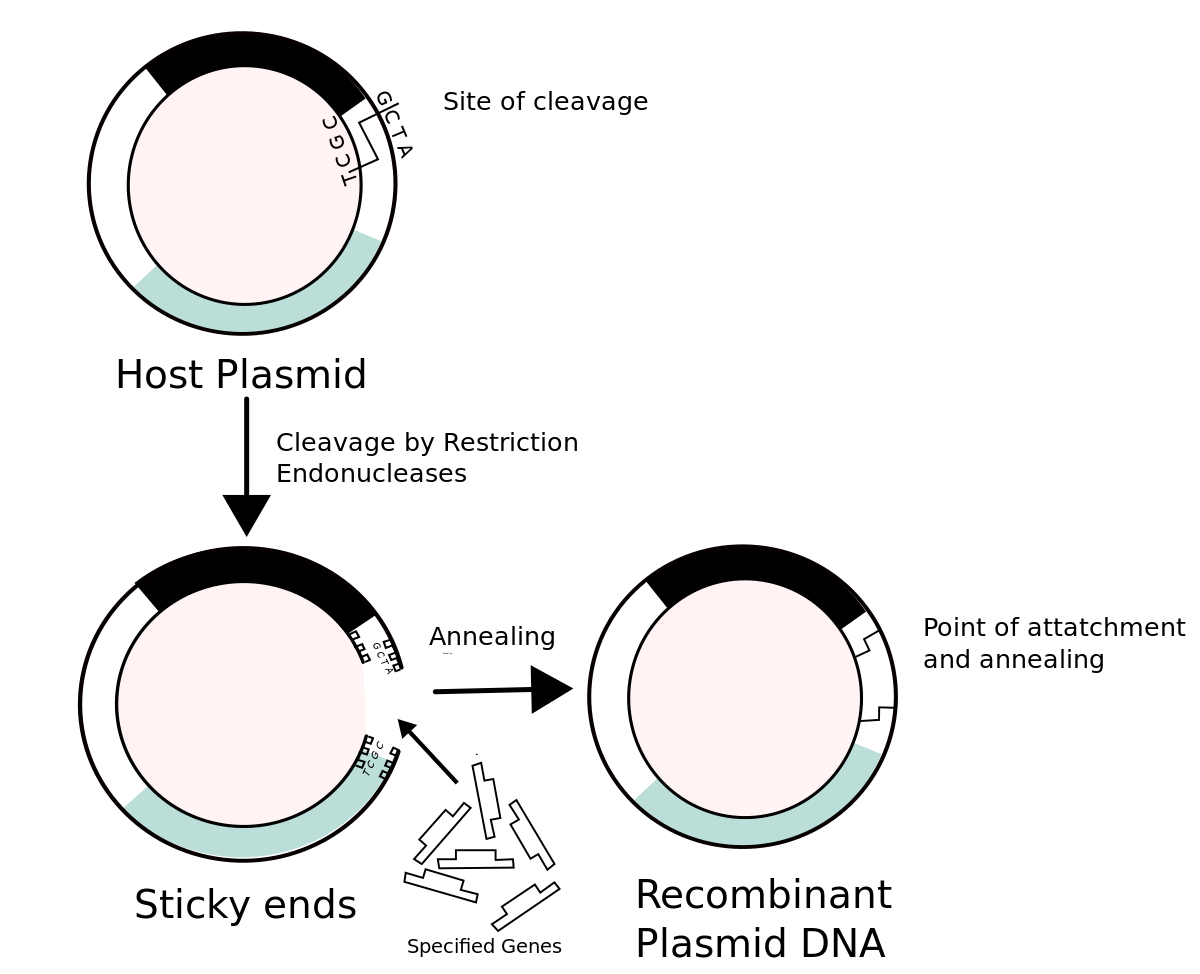 ملف:Recombinant formation of plasmids.svg - المعرفة