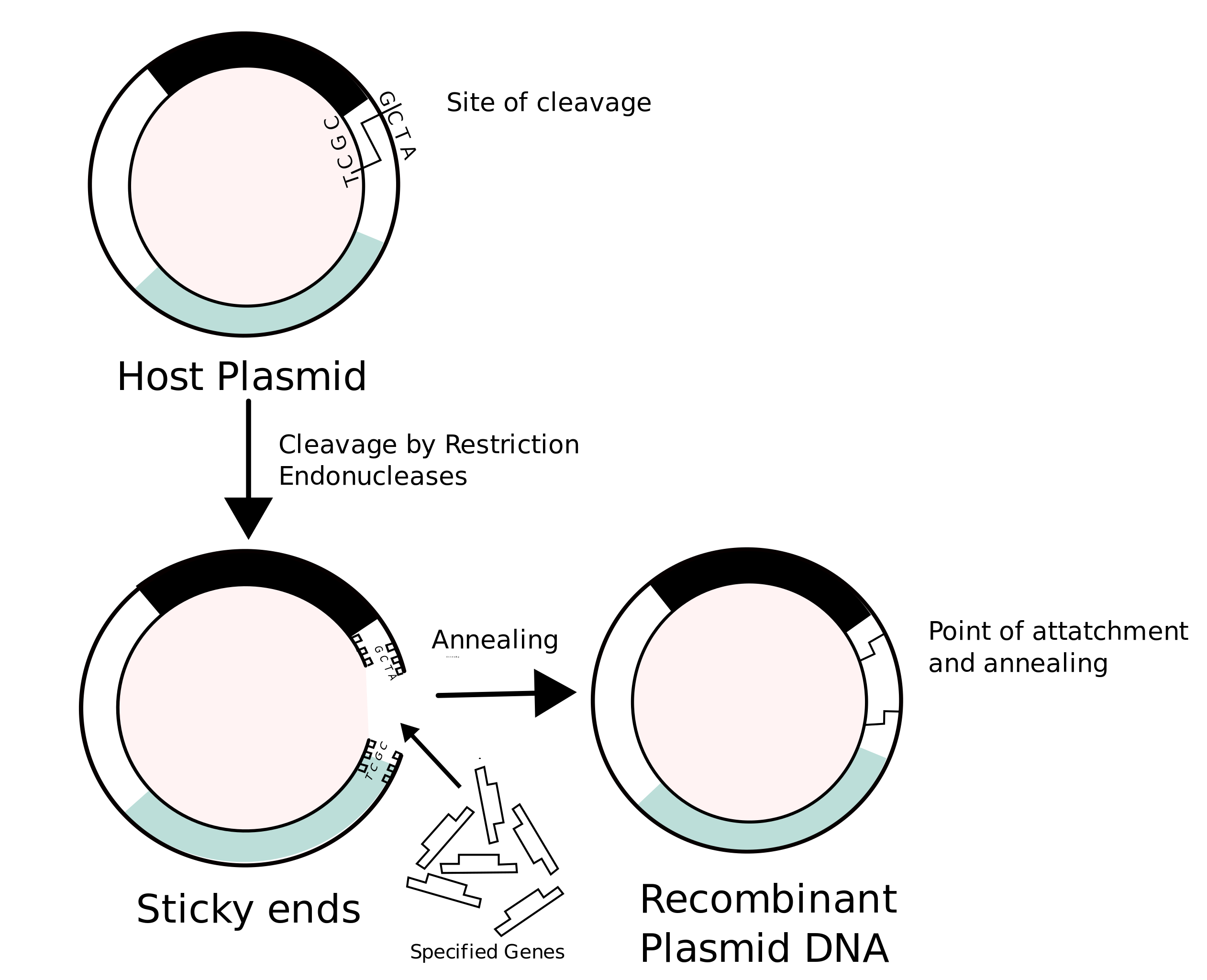 ملف:Recombinant formation of plasmids.svg - المعرفة