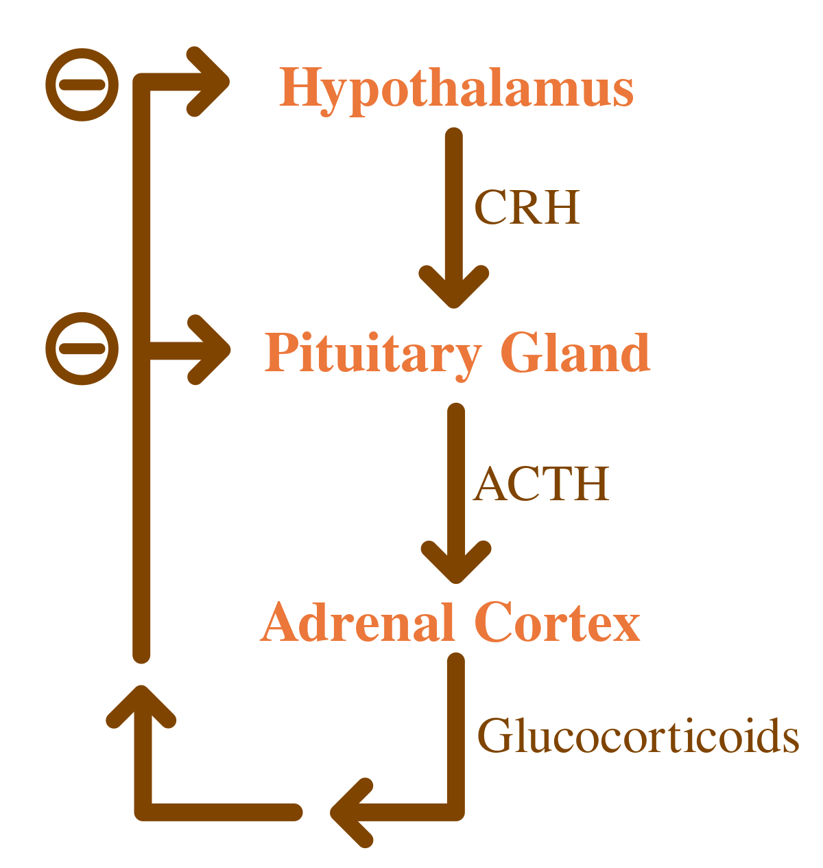 ملف:ACTH Negative Feedback.svg - المعرفة