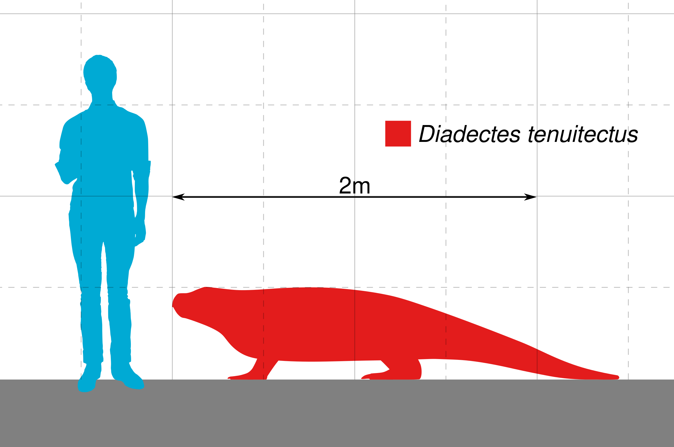 ملف:Diadectes Scale.svg - المعرفة