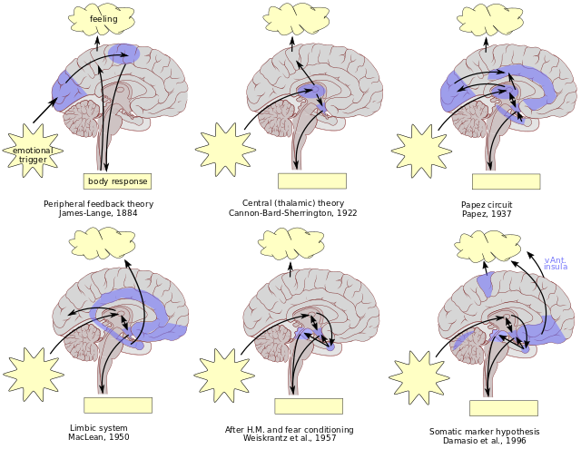 ملف:Timeline of brain models of emotion.svg - المعرفة
