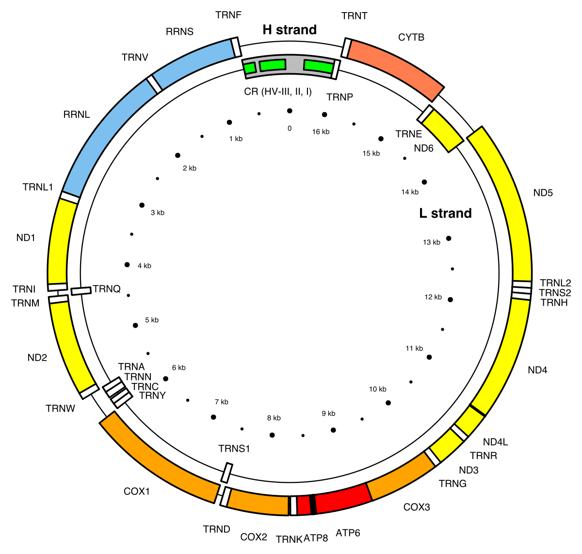 ملف:Map of the human mitochondrial genome.svg - المعرفة