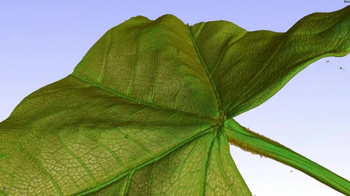ملف:3D rendering of a micro CT scan of a piece of dried leaf..ogv - المعرفة