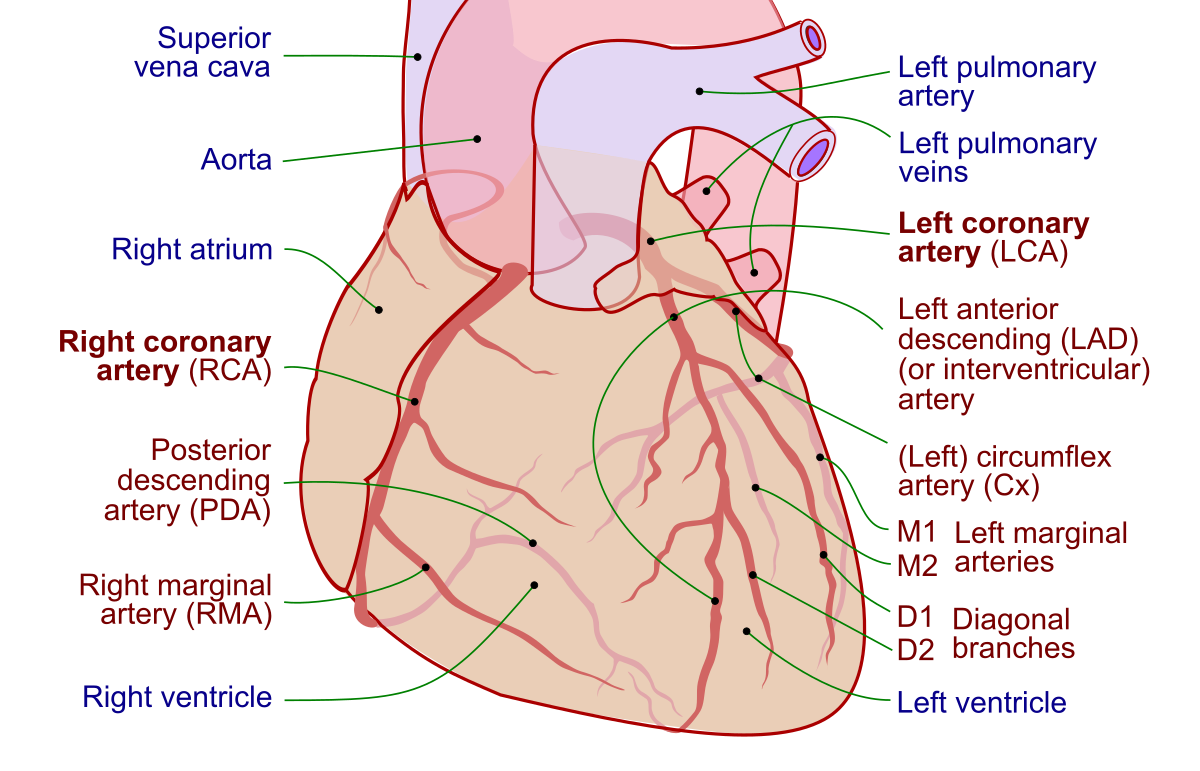 ملف:Coronary arteries.svg - المعرفة