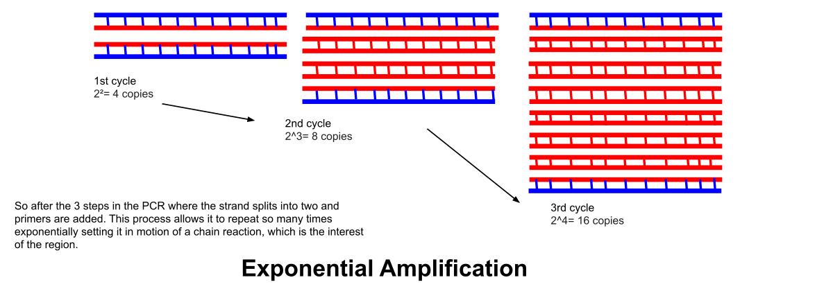 ملف:Exponential Amplification.svg - المعرفة
