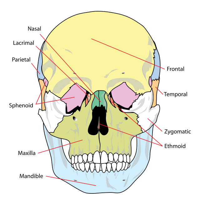 ملف:Human skull front simplified (bones).svg - المعرفة