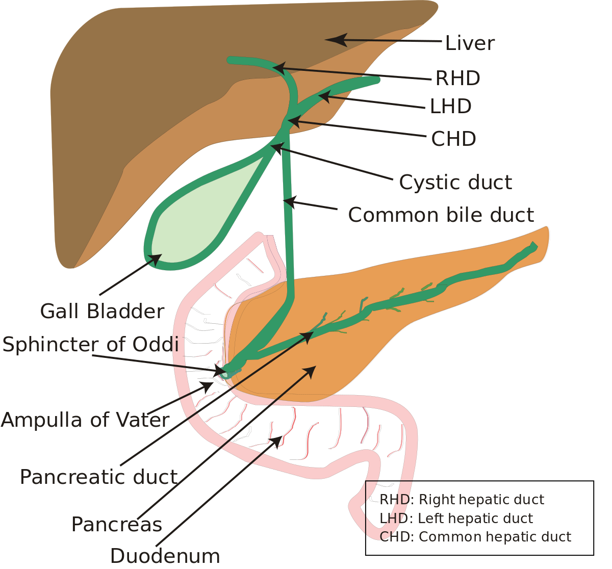 ملف:Biliary system new.svg - المعرفة