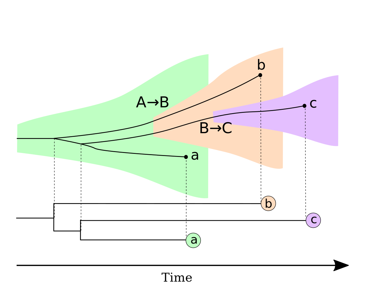 ملف:Incomplete lineage sorting.svg - المعرفة