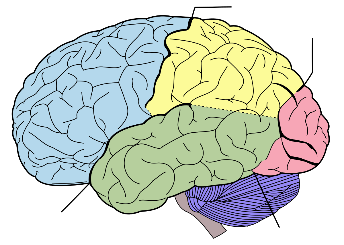 ملف:Brain diagram without text.svg - المعرفة