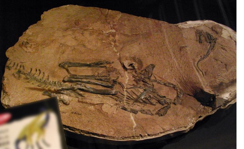 ليموصور - المعرفة