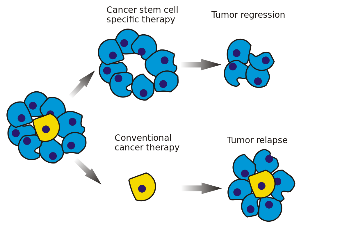 ملف:Cancer stem cells.svg - المعرفة