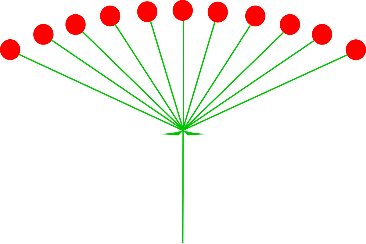 ملف:Inflorescences Umbel Kwiatostan Baldach.svg - المعرفة