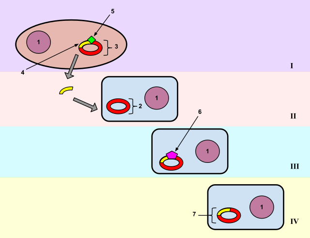 ملف:Bacterial Transformation.svg - المعرفة