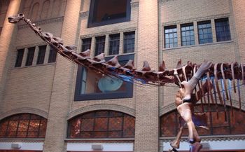 تيتانوصور - المعرفة