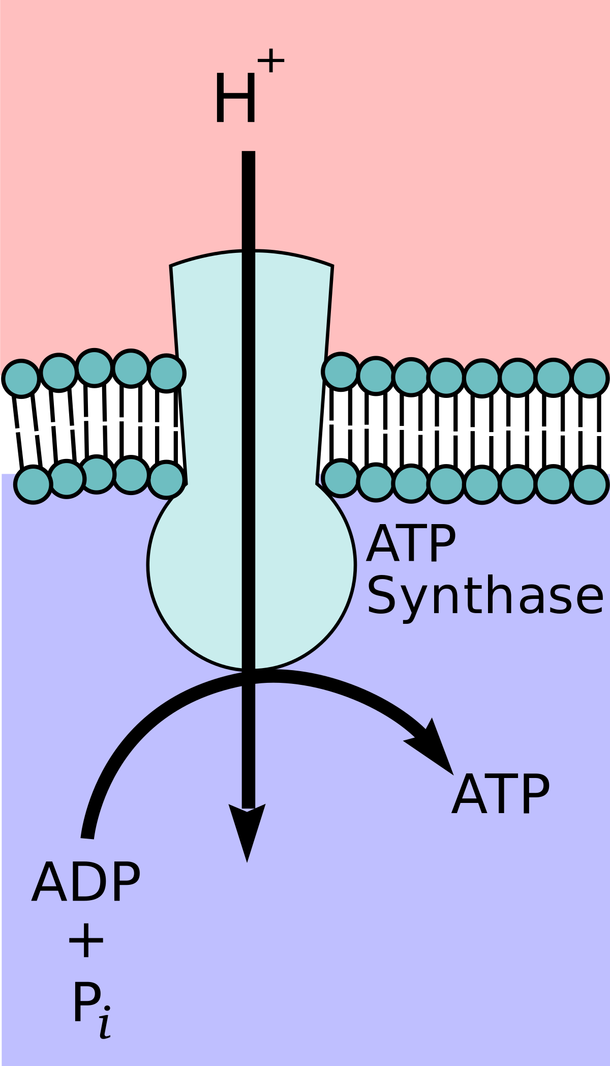 ملف:ATP-Synthase.svg - المعرفة