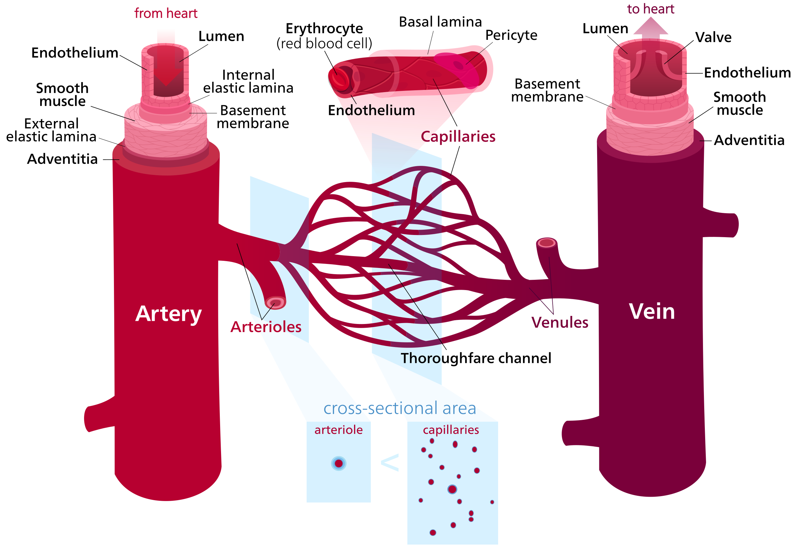 ملف:Blood vessels (retouched) -en.svg - المعرفة