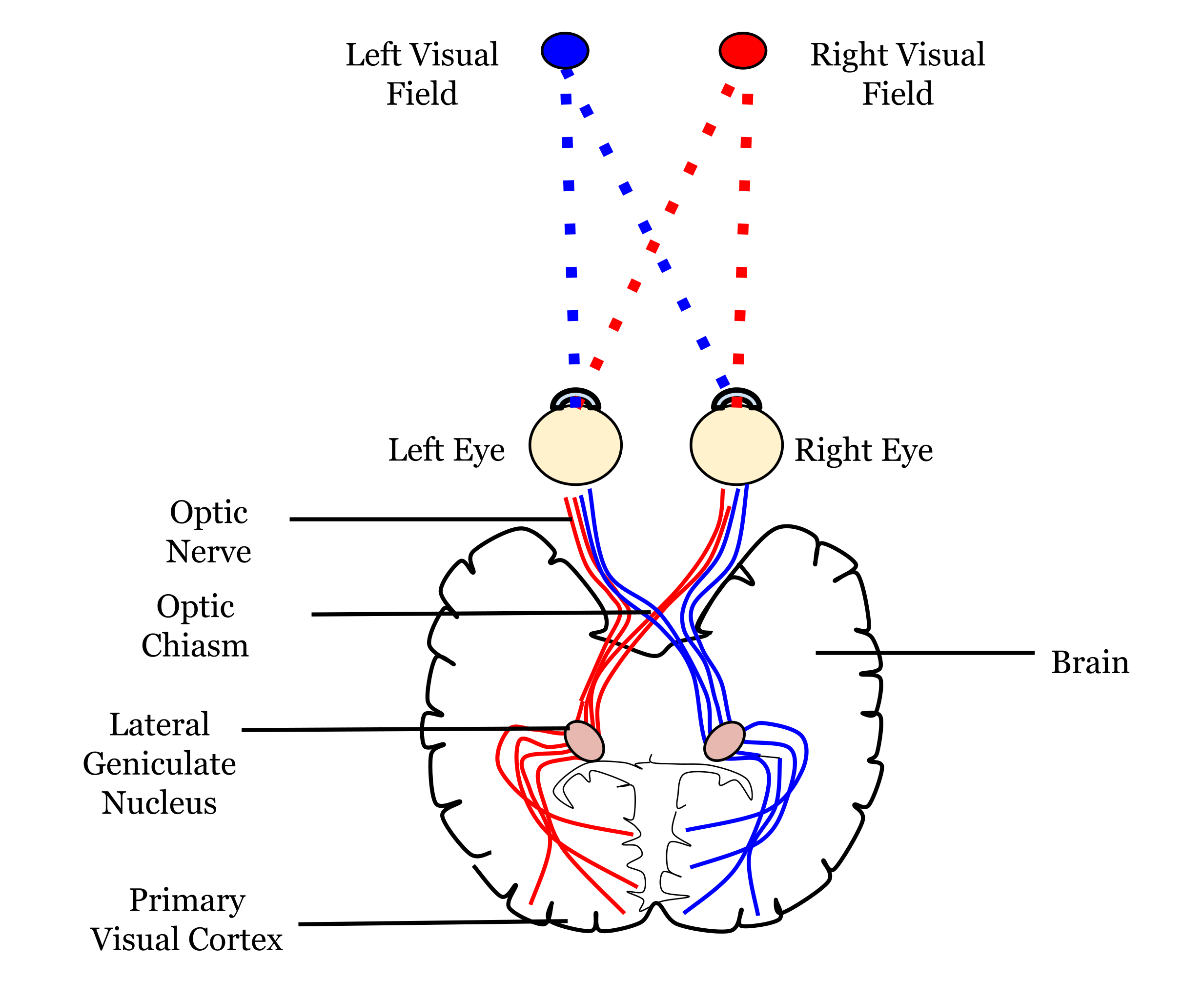 ملف:Neural pathway diagram.svg - المعرفة