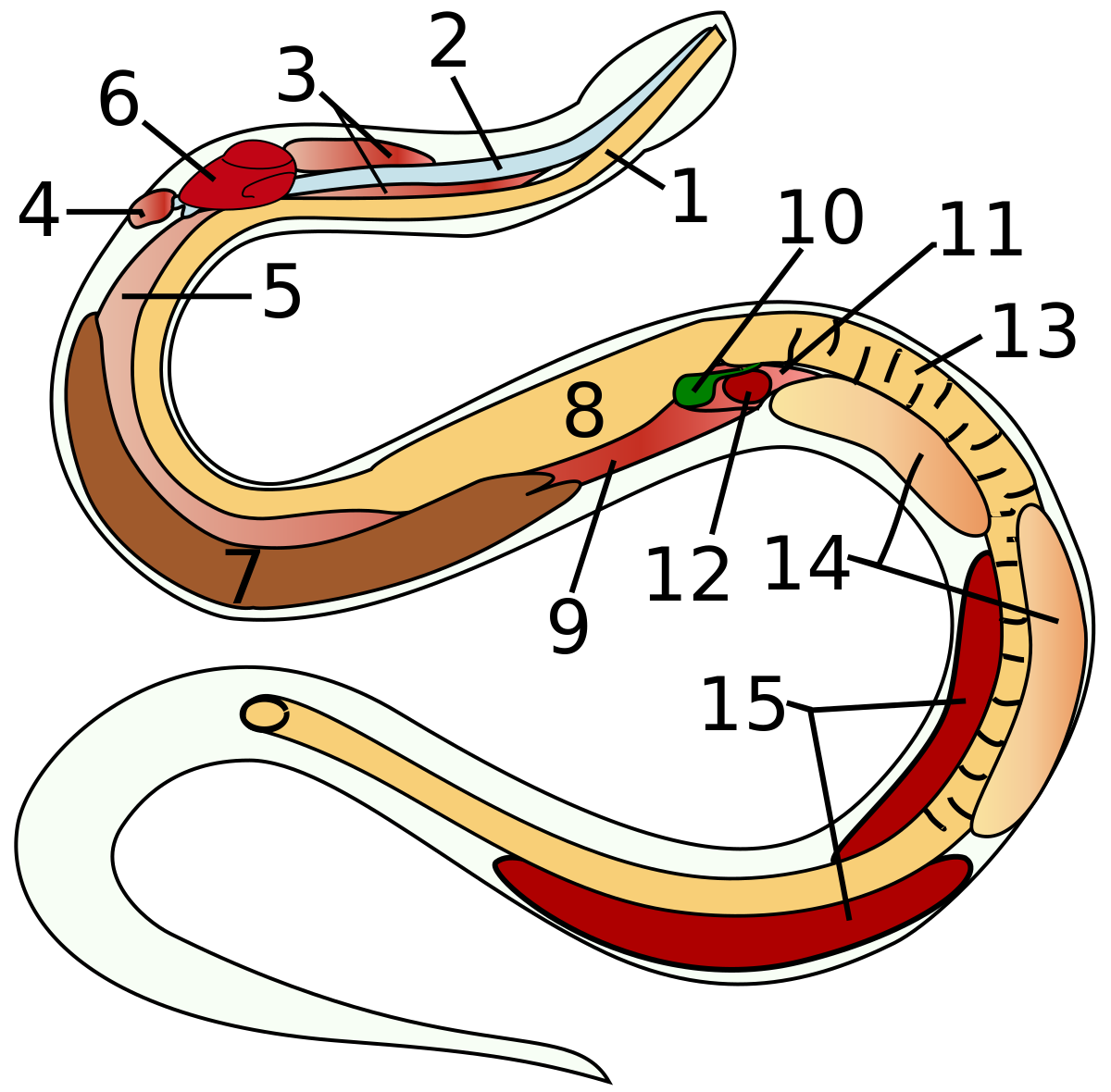 ملف:Snake-anatomy.svg - المعرفة