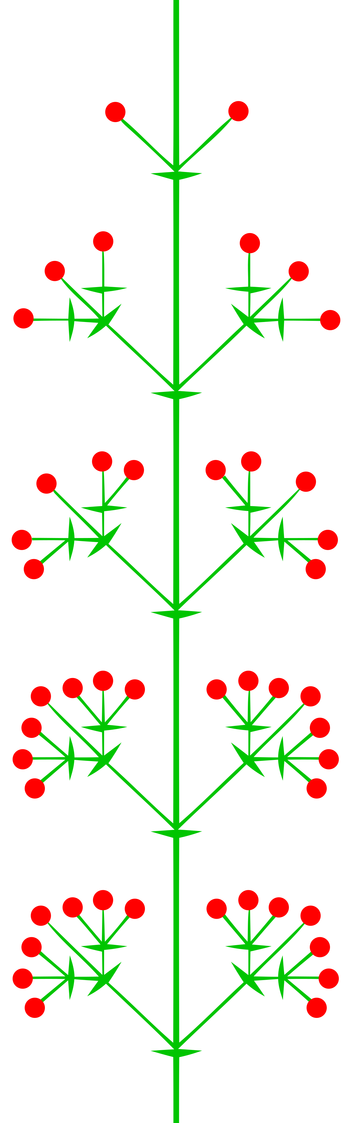 ملف:Homöokladische Thyrse (inflorescence).svg - المعرفة