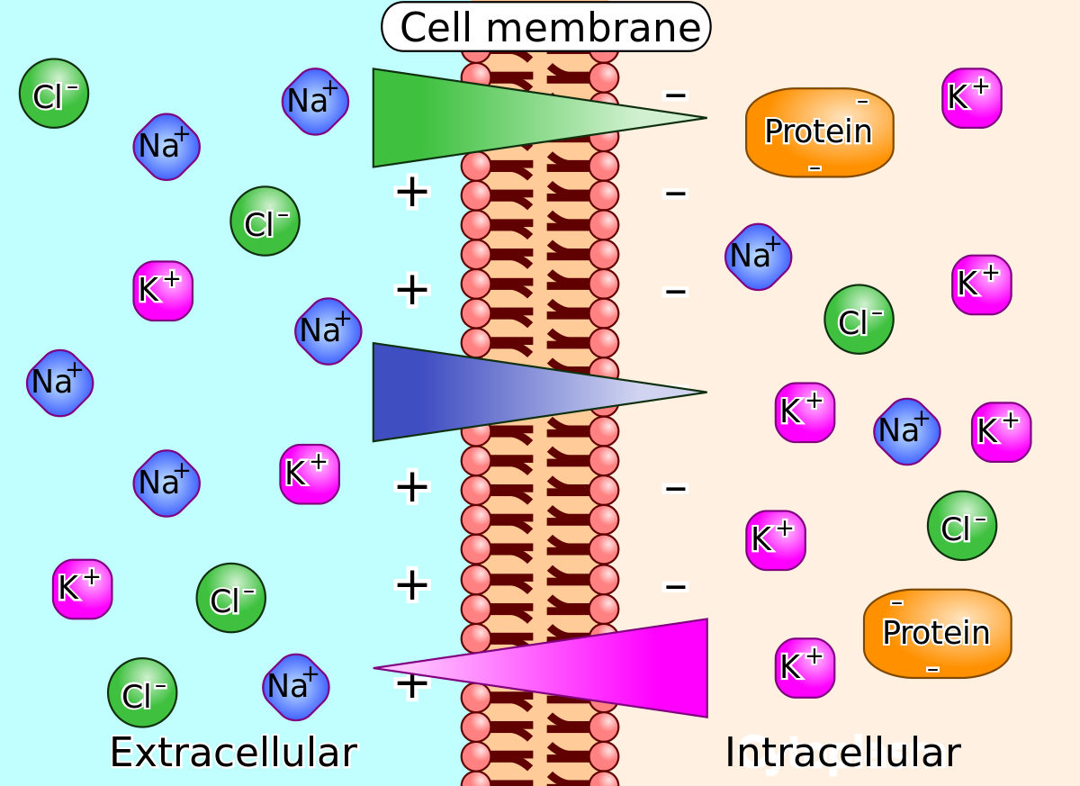 ملف:Membrane potential ions en.svg - المعرفة