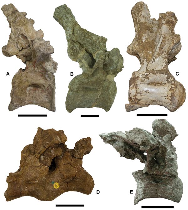 تيتانوصور - المعرفة