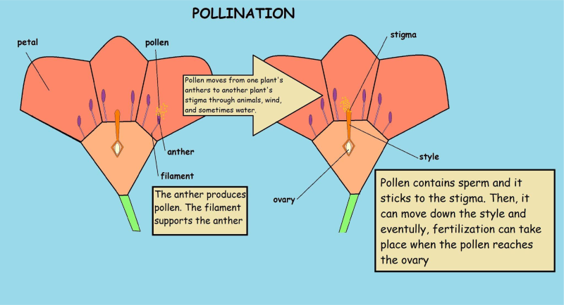 ملف:Pollination Diagram.svg - المعرفة