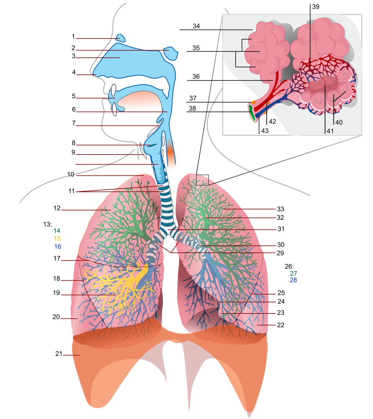 طب الصدر - المعرفة